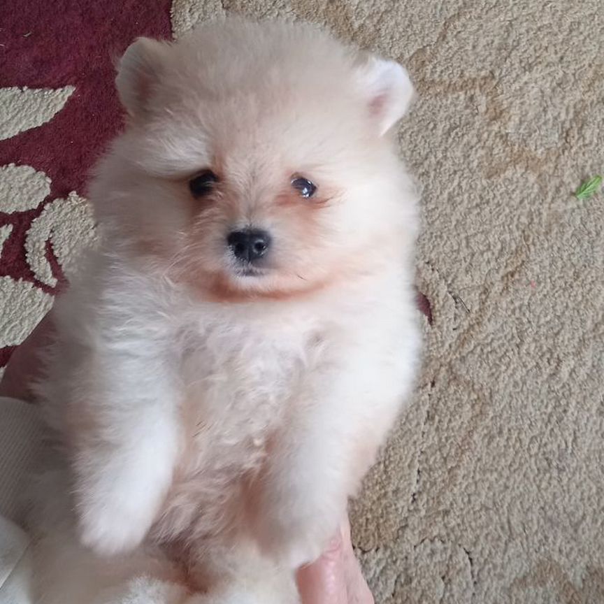 Щенки померанского шпица