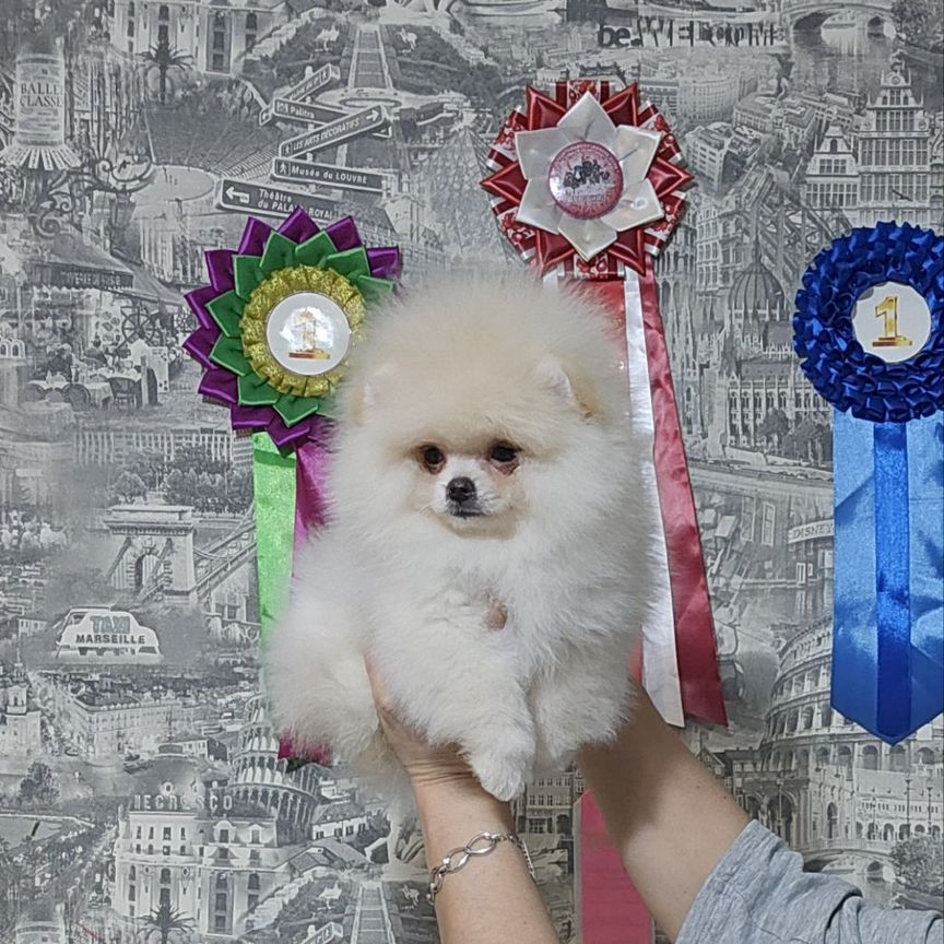 Кремовый мальчик мини. РКФ