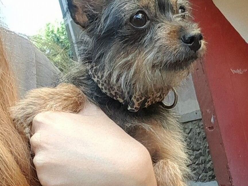 Найдена собака нашли собаку потерялась собака