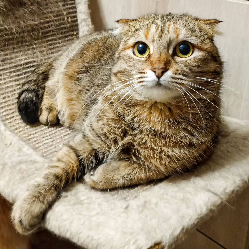 Взрослая, кошка в добрые руки