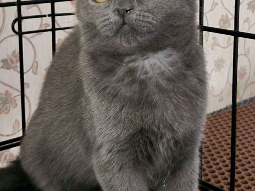 Котёночек ищет себе Семью