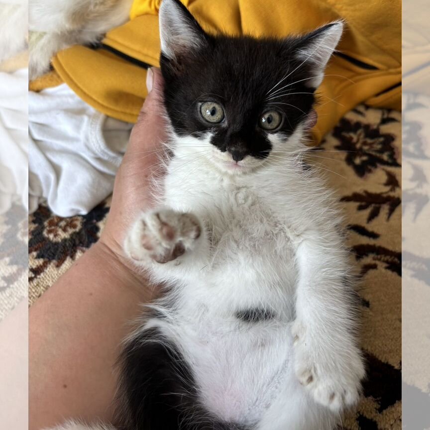 Котёнок в добрые руки