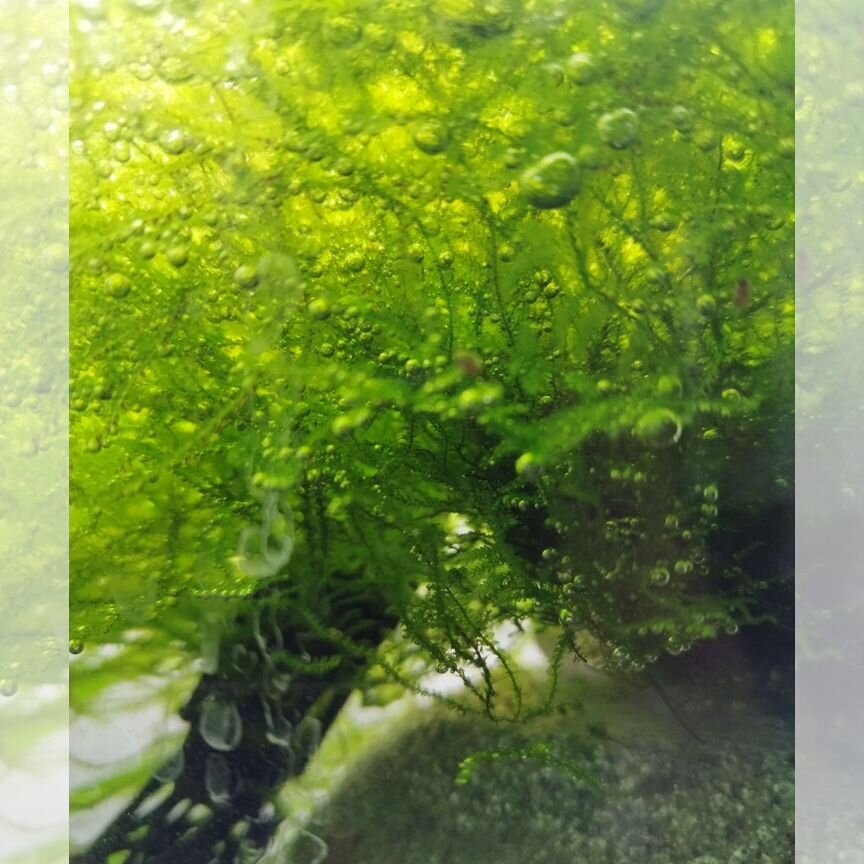Мох для аквариума