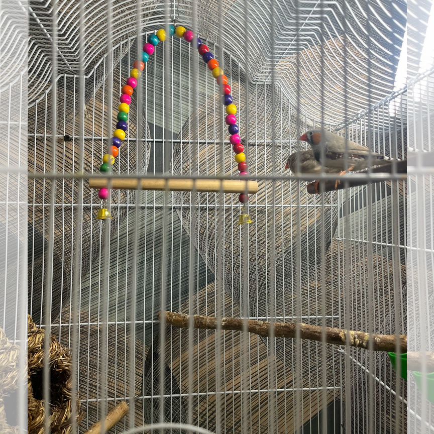 Попугай зебровые Амадины