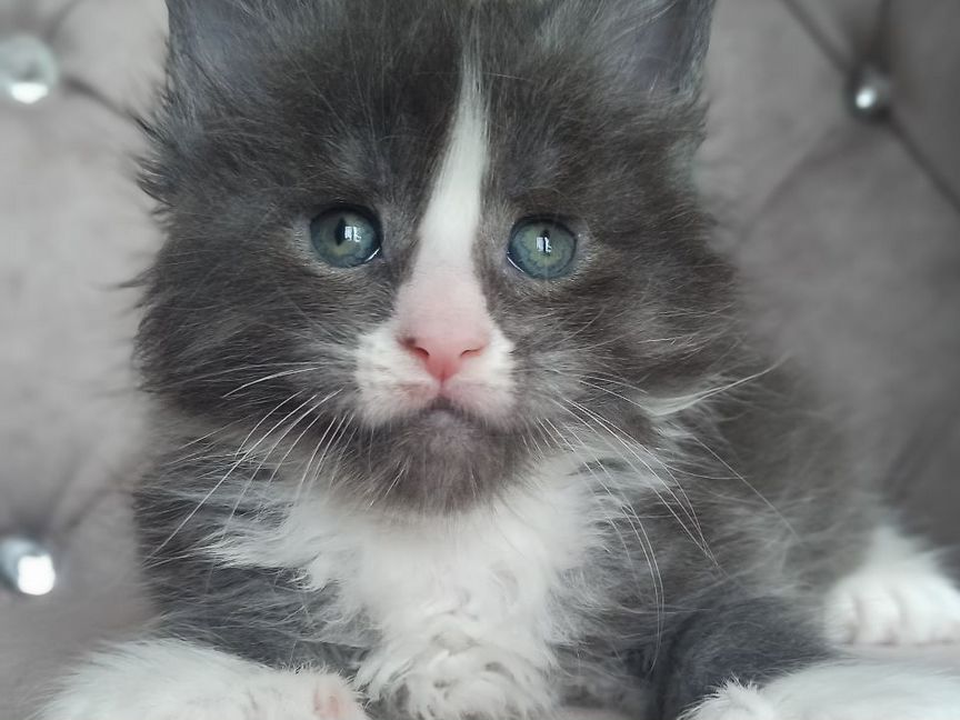 Поли девочка мейн кун