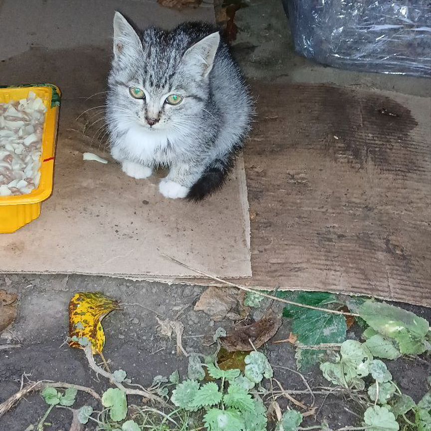 Котёнок в добрые руки