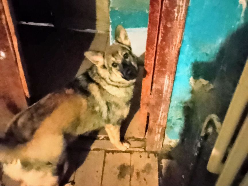 Полуовчарка