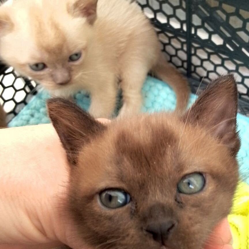 Бурманские котята