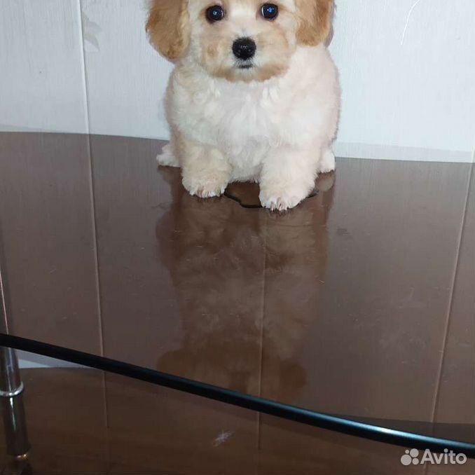 Собачки мальтипу