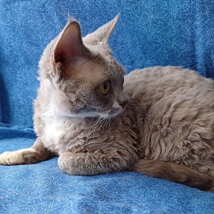 Коты подрощенные