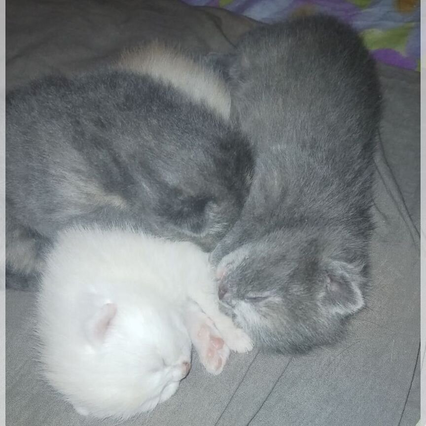 Британский котики
