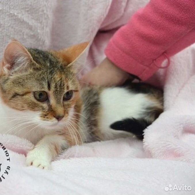 Монтана из зоны сво ищет дом