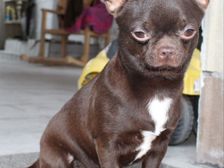 Вязка чихуахуа