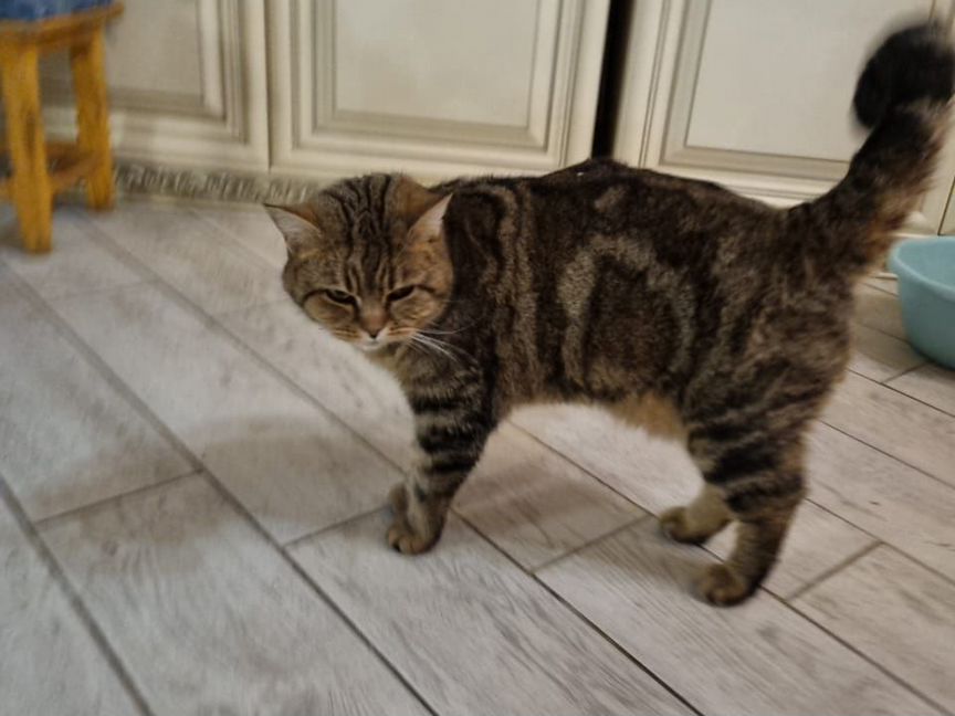 Кошка Мурка
