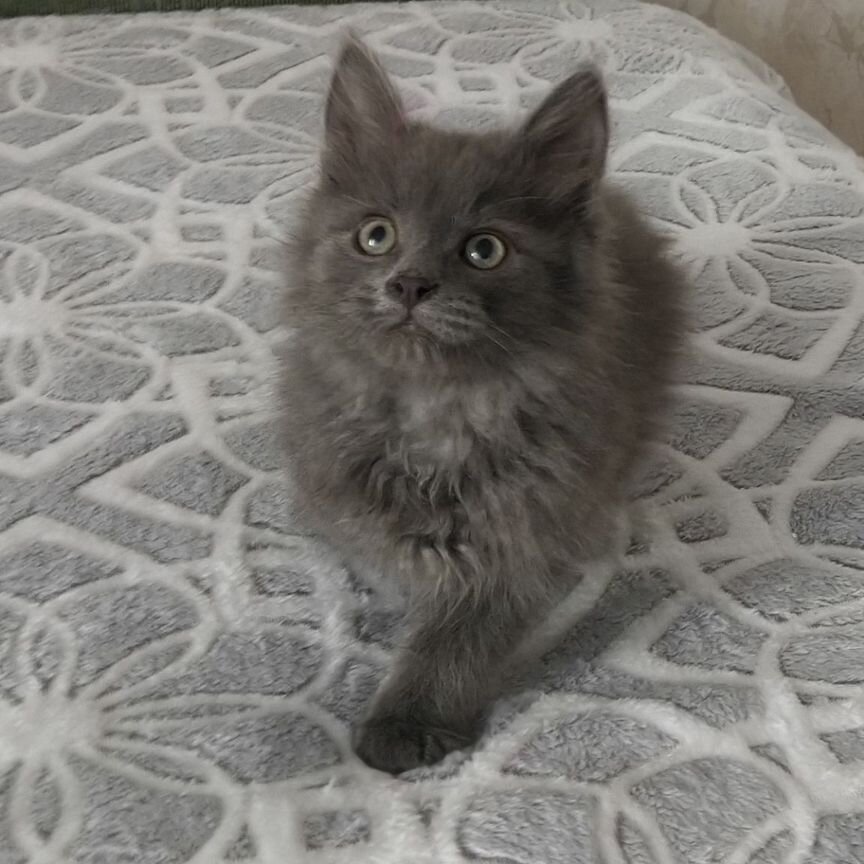 Марсик 2 мес. в дар