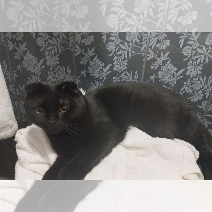 Жених шотландский