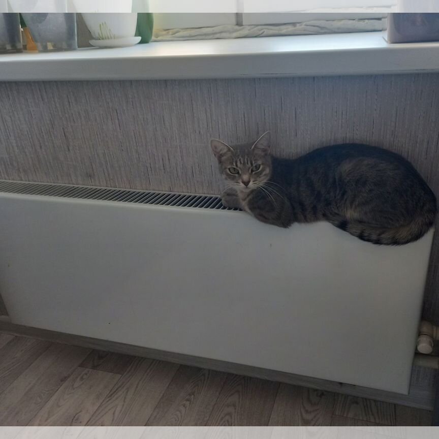 Взрослая, кошка в добрые руки