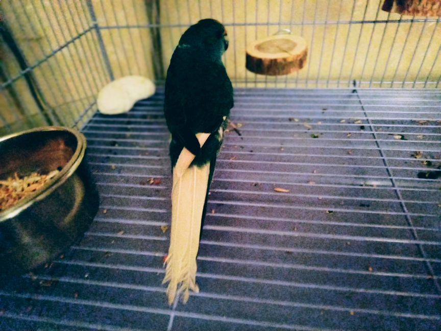 Попугай какарик