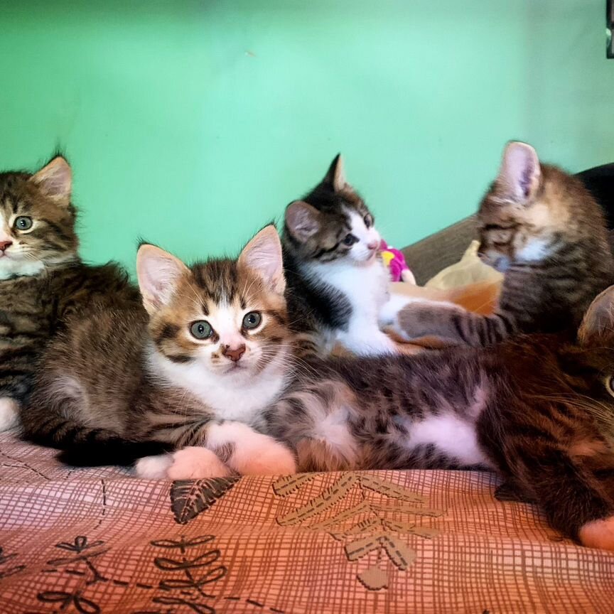 Коты-гиганты