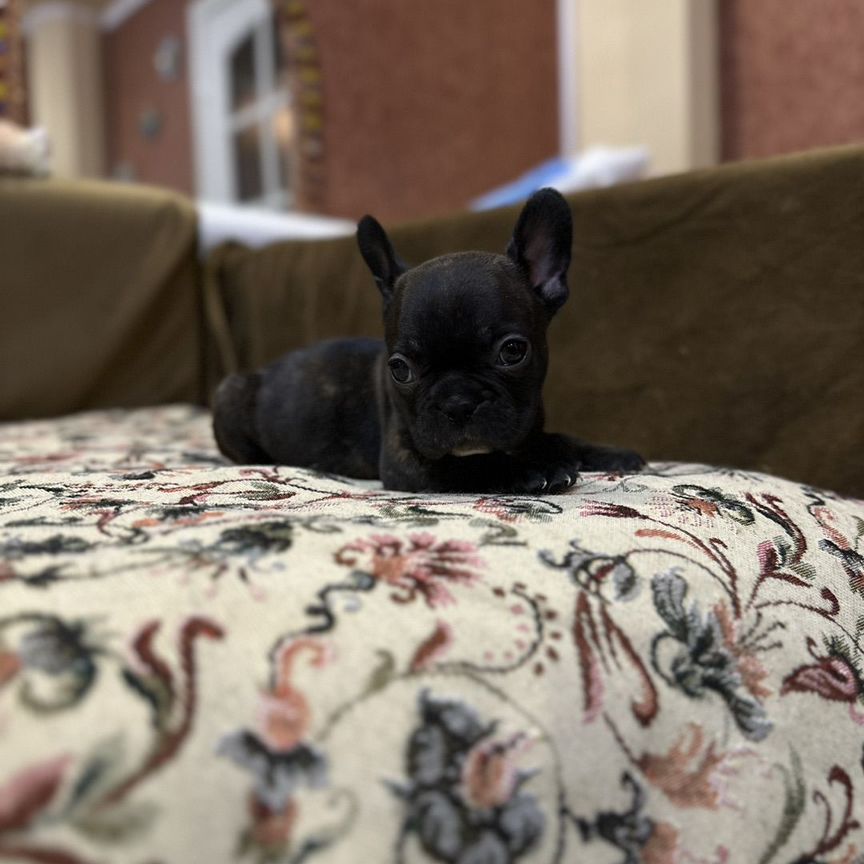 Французский бульдог девочка