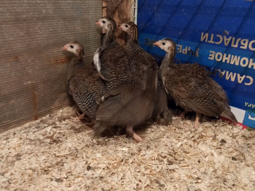 Молодые цесарки