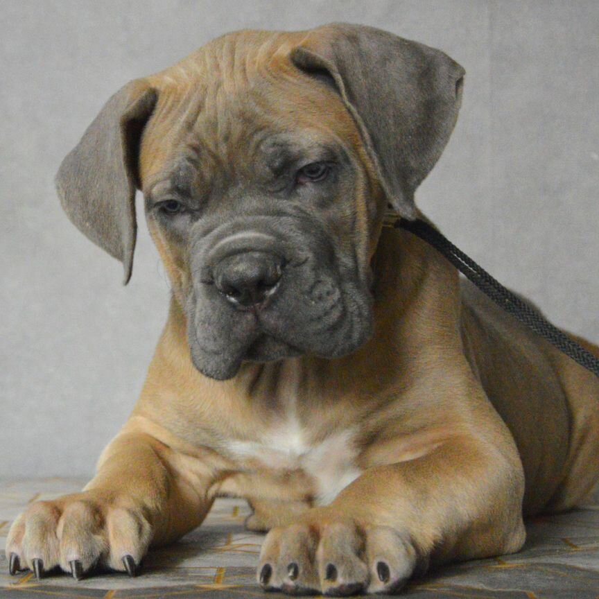 Кане-корсо, щенок