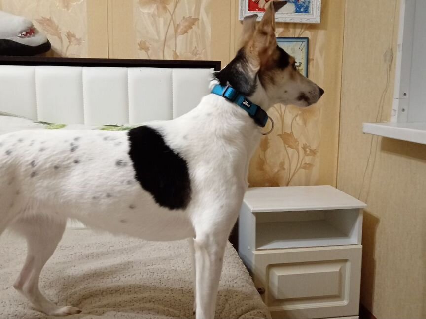 Собака в поиске дома