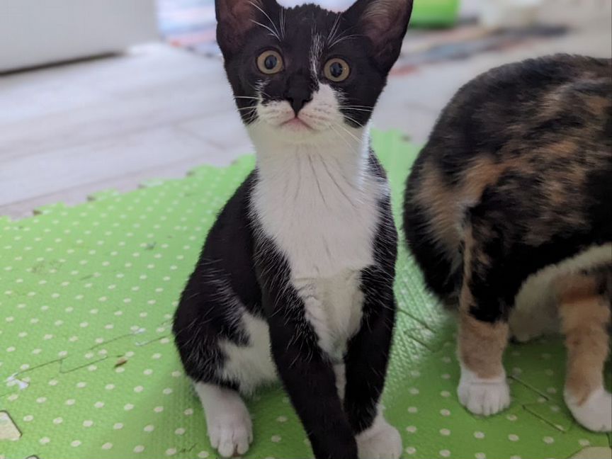 Котята в добрые руки бесплатно