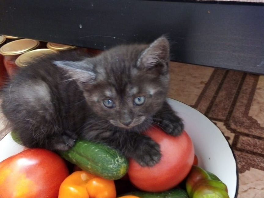 Котенок девочка 2 мес полосатая с белой грудкой