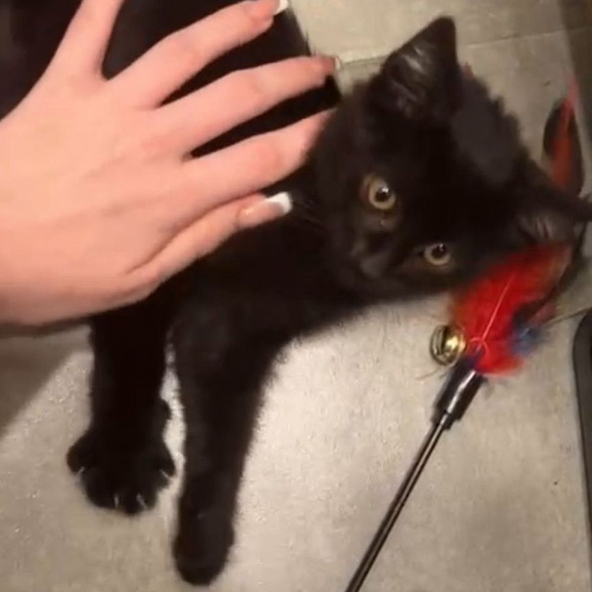 Котёнок в добрые руки