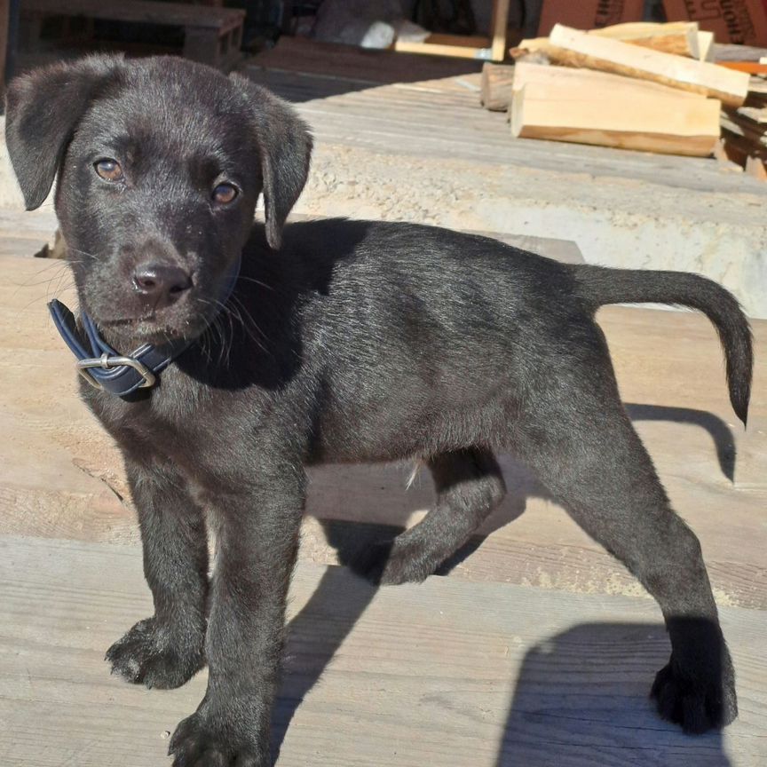 Щенки лабрадора черные