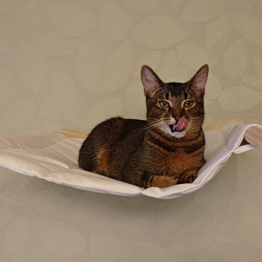 Абиссинский кот, вязка