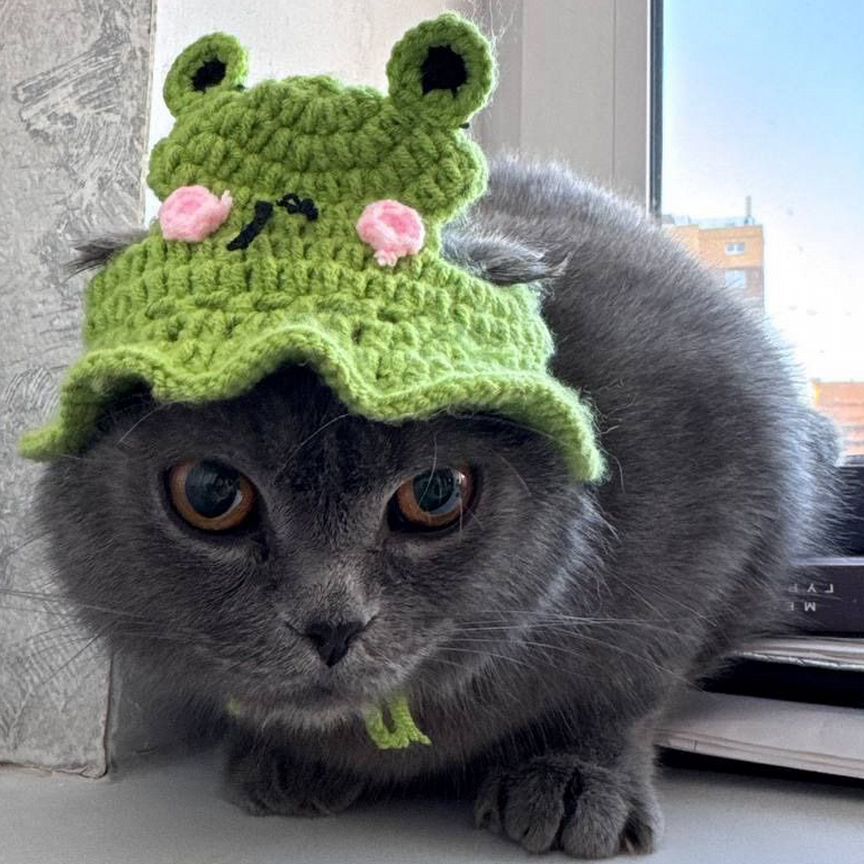 Шотландский вислоухий короткошёрстный, взрослый кот