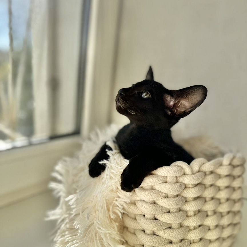Котенок девочка ориентал