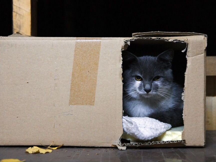 Котенок в коробке на улице