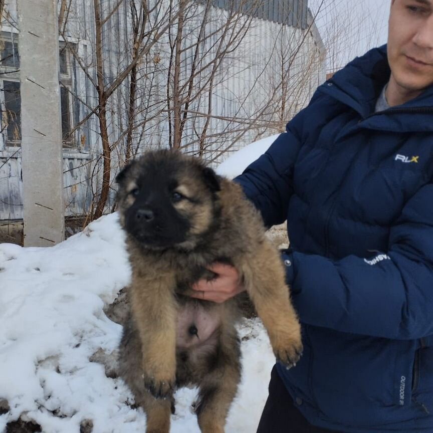 Щеночки в добрые руки