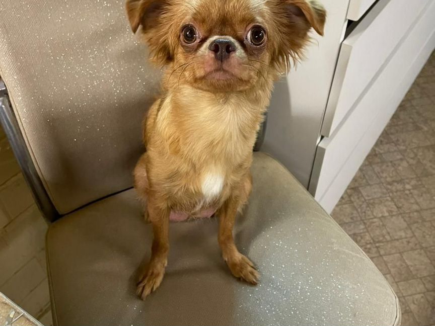 Чихуахуа девочка 2 года рожавшая