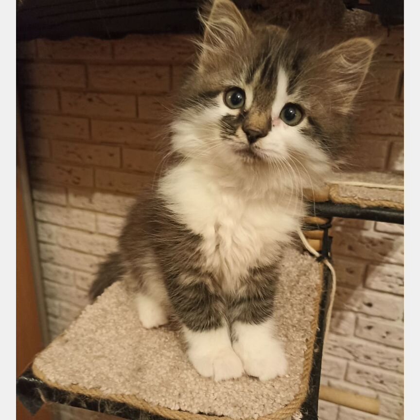 Сибирская кошечка