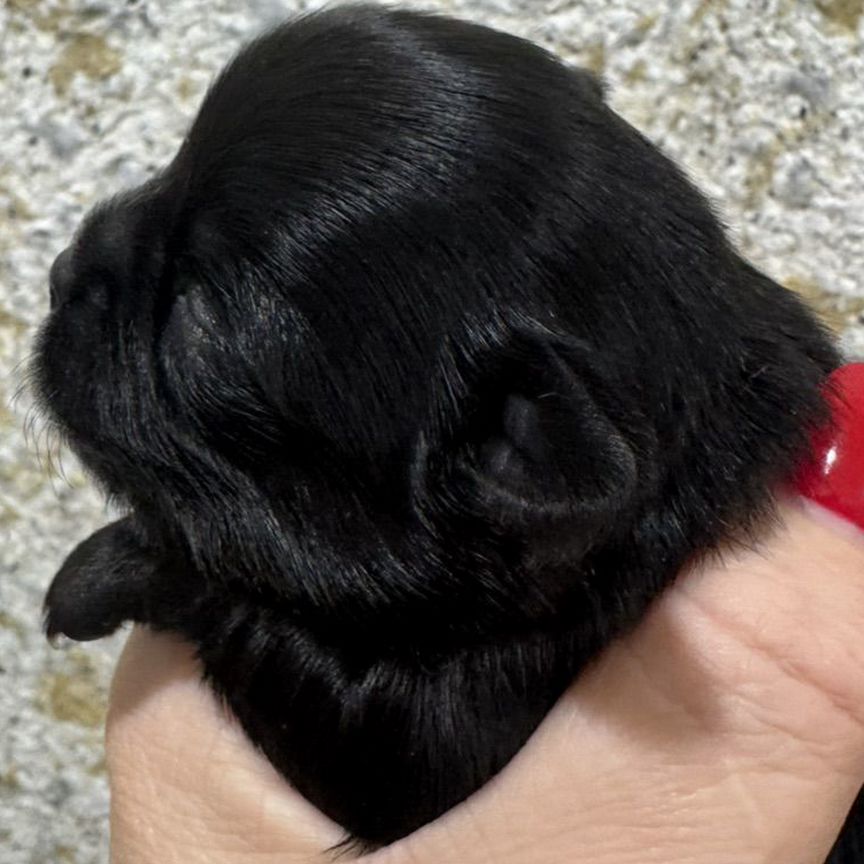 Чихуахуа, щенок