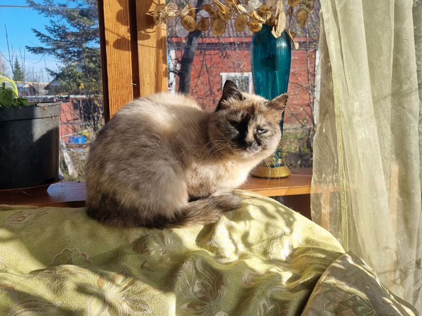Кошка мышеловка ищет дом