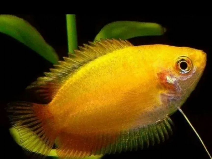 Гурами карликовый желтый