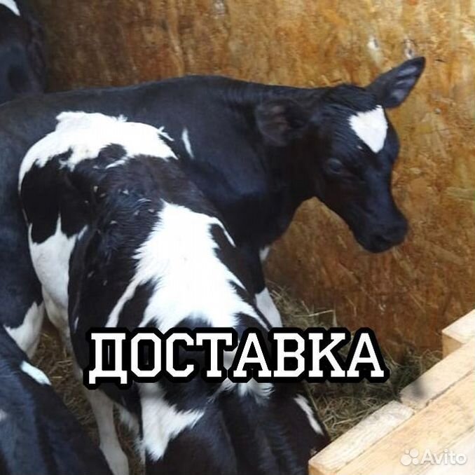 Телята Бычки и телочки доставка в ваш двор