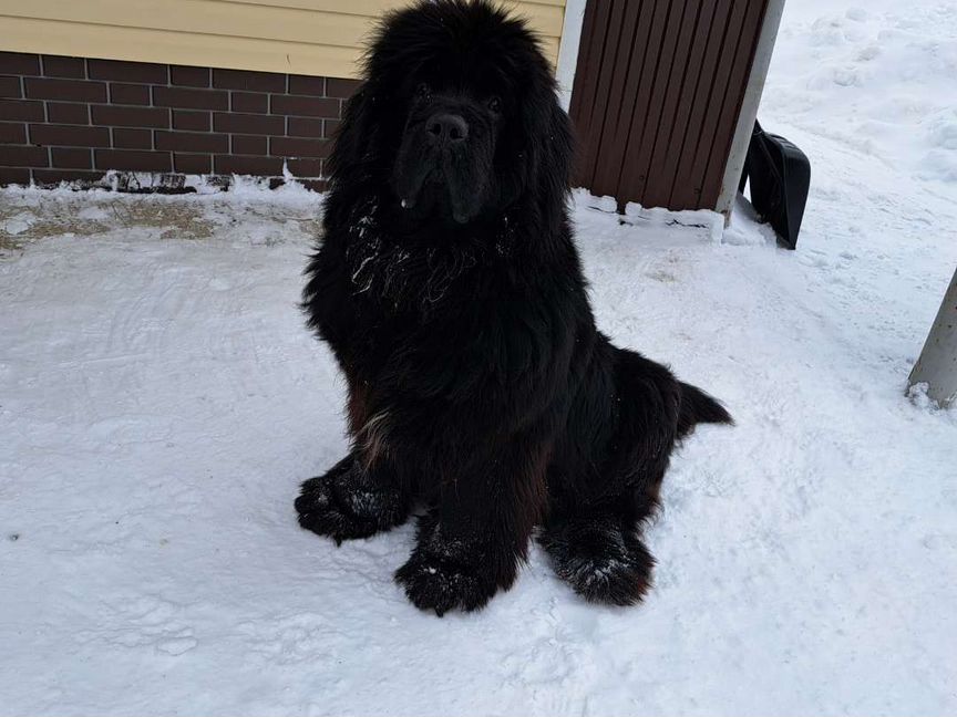 Ньюфаундленд вязка