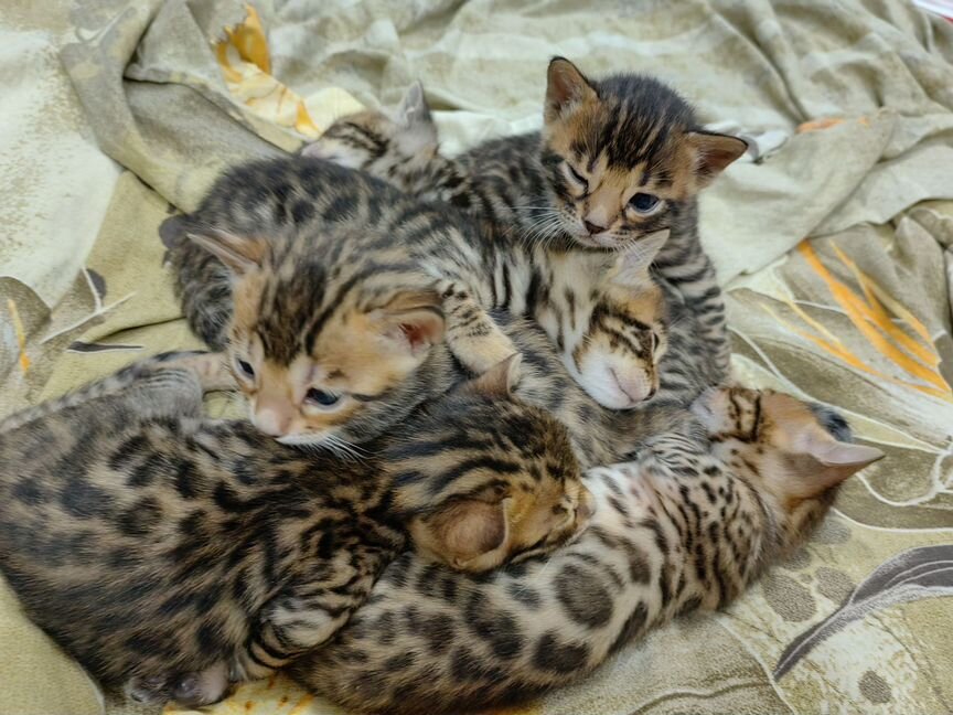 Бенгальские котята