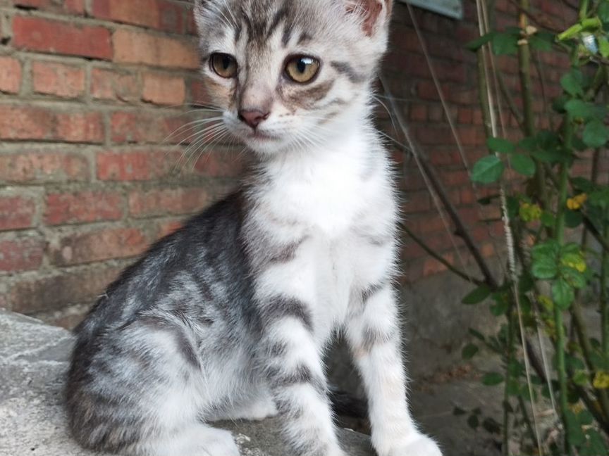 Бездомный котёнок в добрые руки мальчик