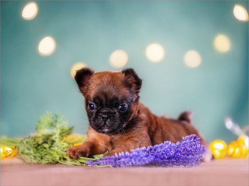 Пти брабансон дитя любви