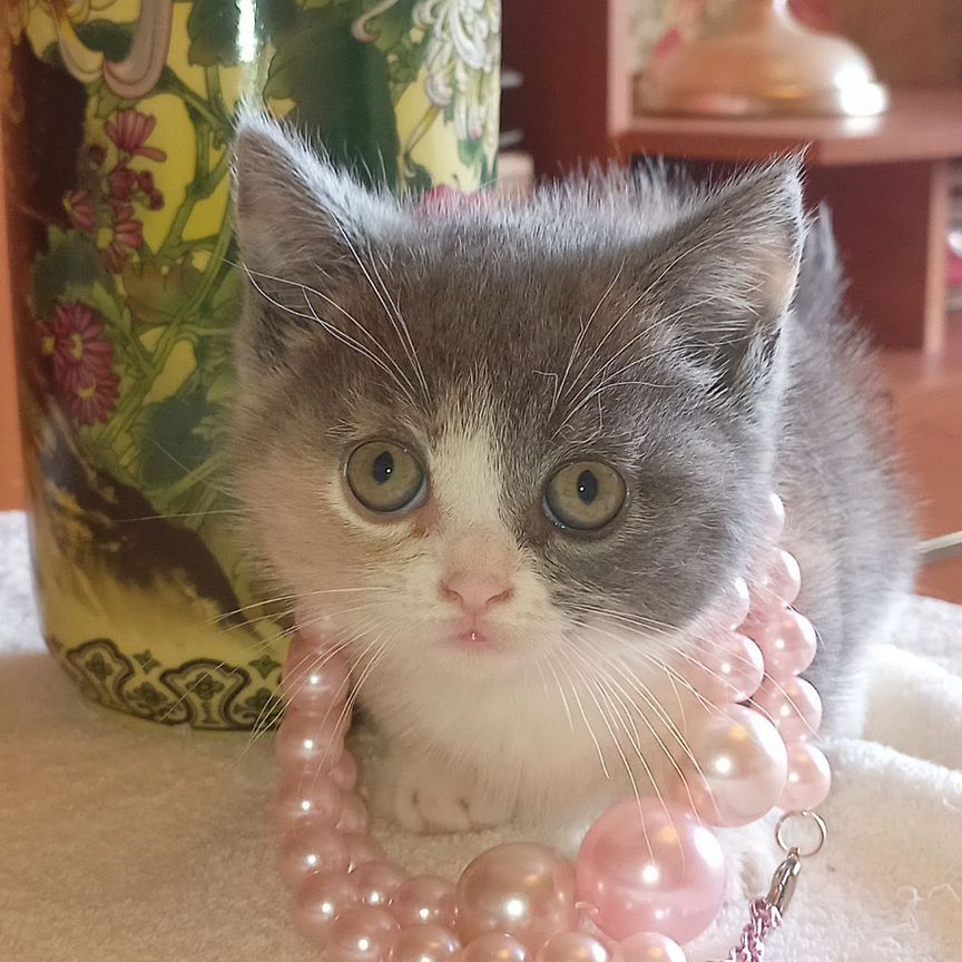 Манчкин котёнок