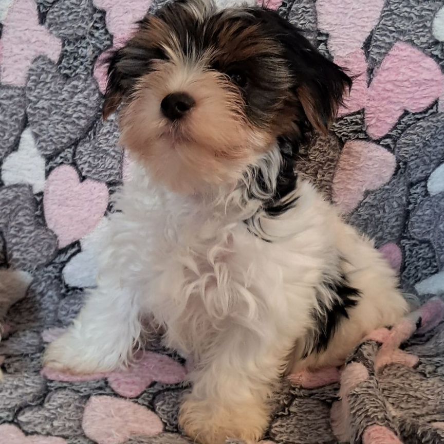 Бивер-йоркширский терьер, щенок