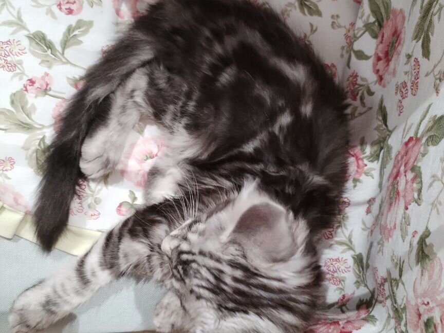 Котенок мейн-кун