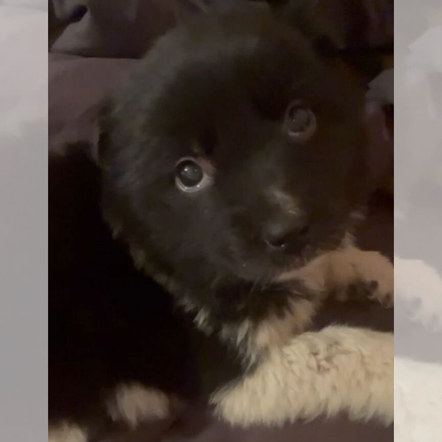 Щенок девочка дворняжка бесплатно